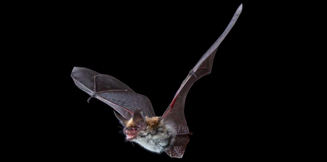 Explore Bat Species | Bat Acoustic Monitoring Visualization Tool